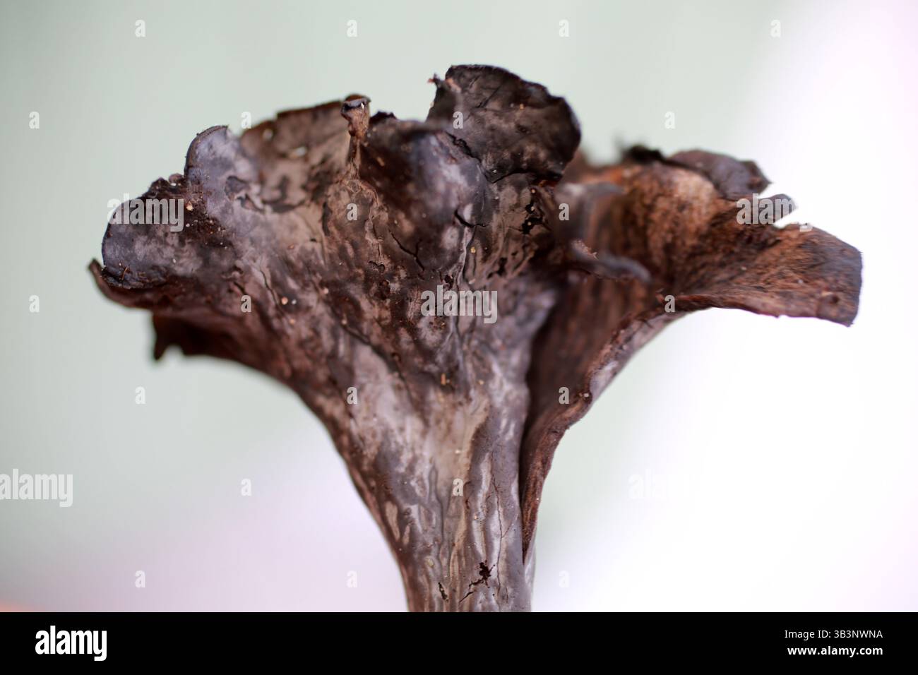 Trumpet of Death Mushroom Stock Photo - Alamy