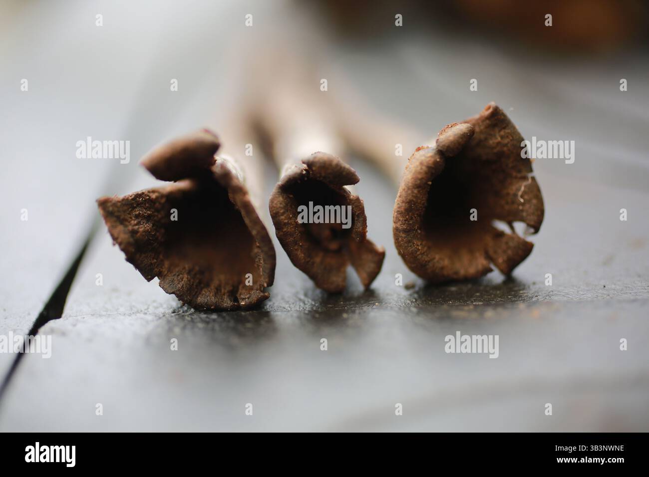 Trumpet of Death Mushroom Stock Photo - Alamy