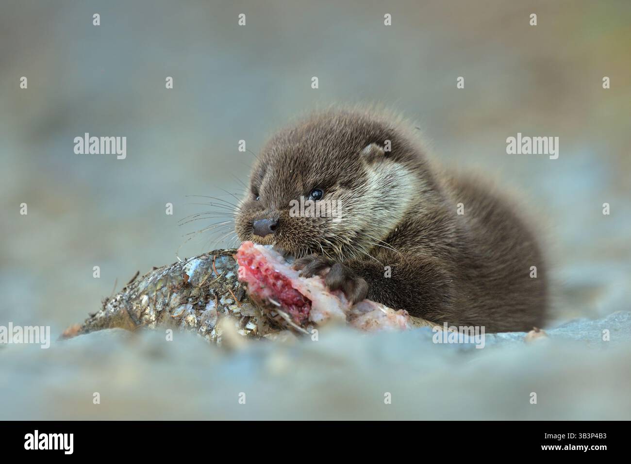 Eurasian otter lutra lutra procyonoides meadow Chinese Asian field ...