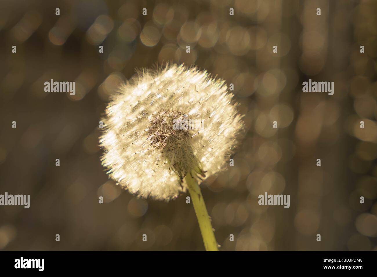 Light shadow textures in hi-res stock photography and images - Alamy