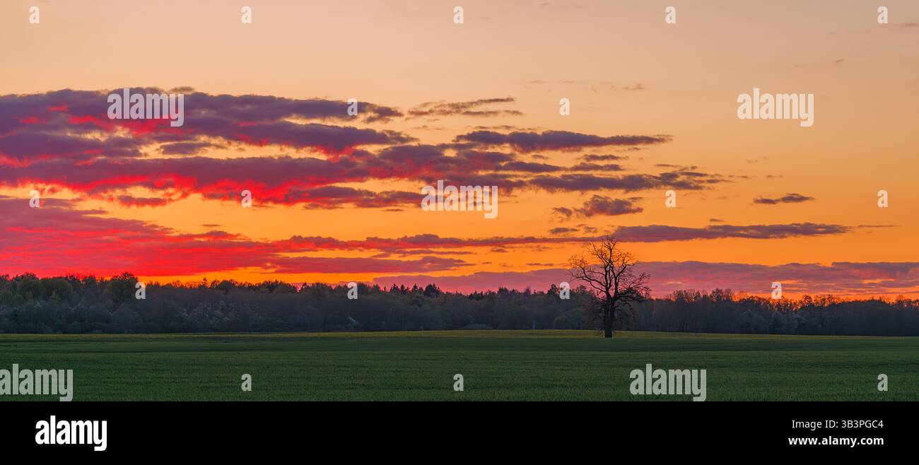 Red Sunset Over wild fields with Oak tree Stock Photo - Alamy