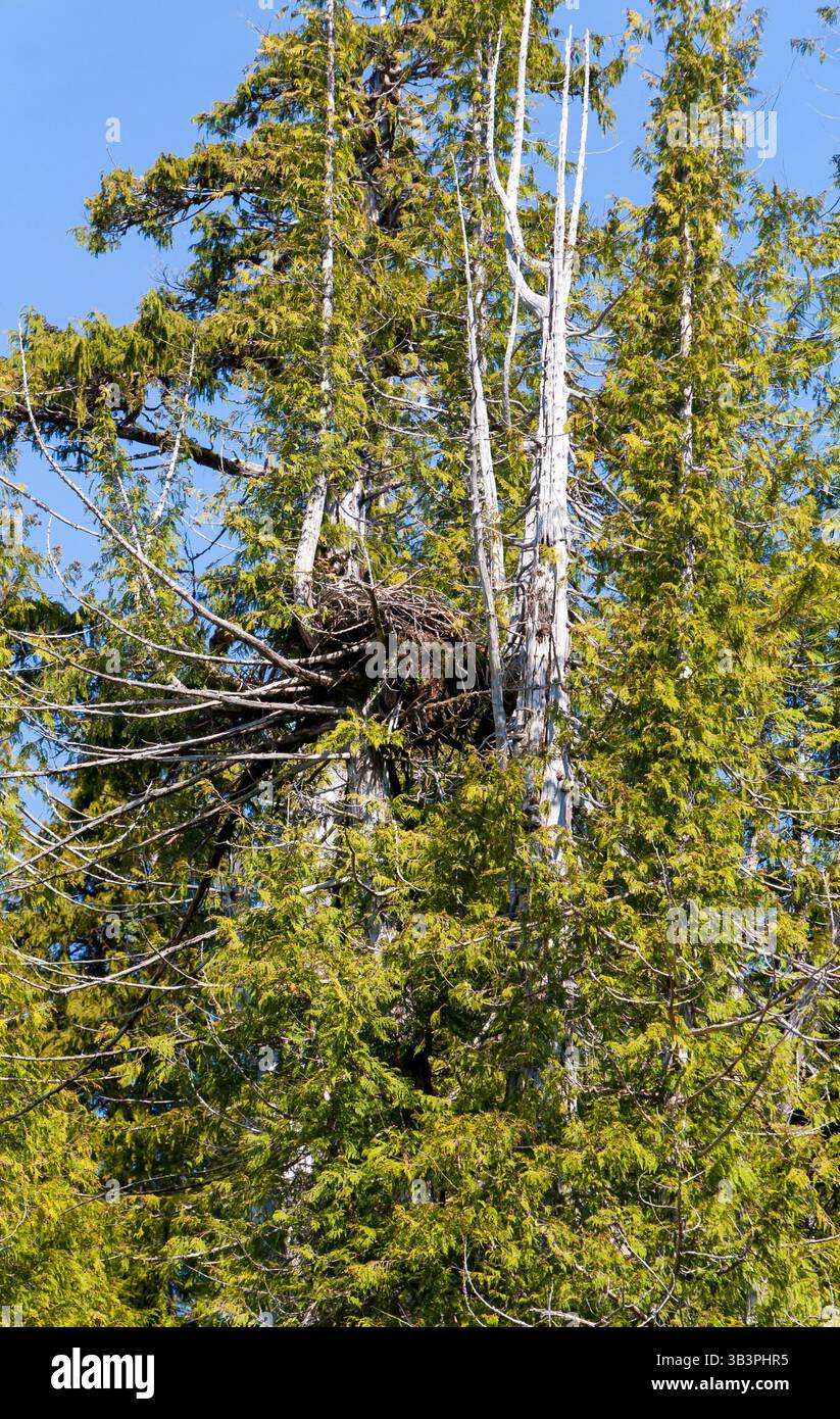 A Bald Eagle's nest built high in an evergreen tree near Ketchikan ...