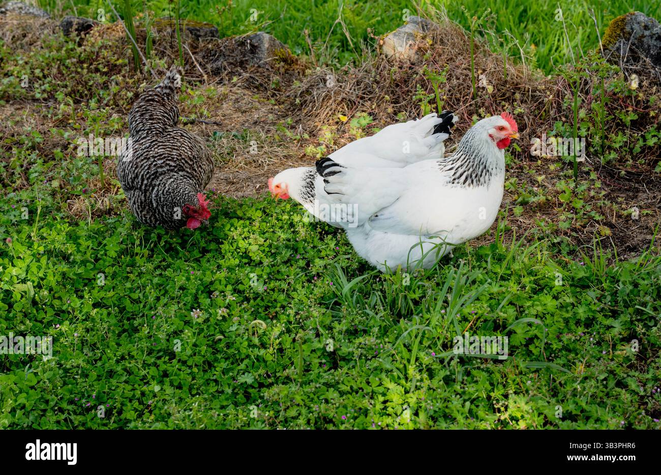 Chickens pecking green grass in hi-res stock photography and images - Alamy