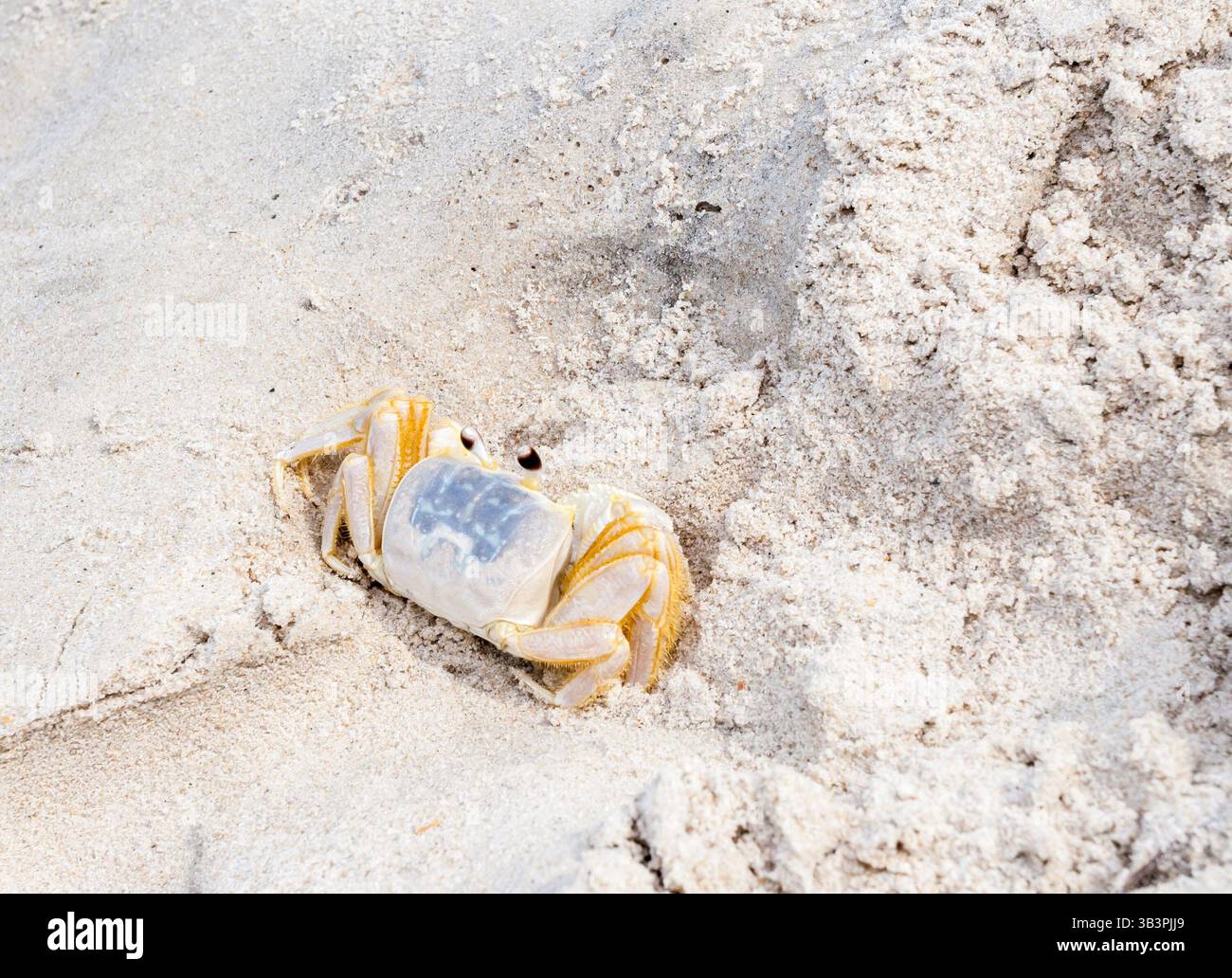 An Atlantic Ghost Crab (Ocypode quadrata) in the sand at Assateague ...