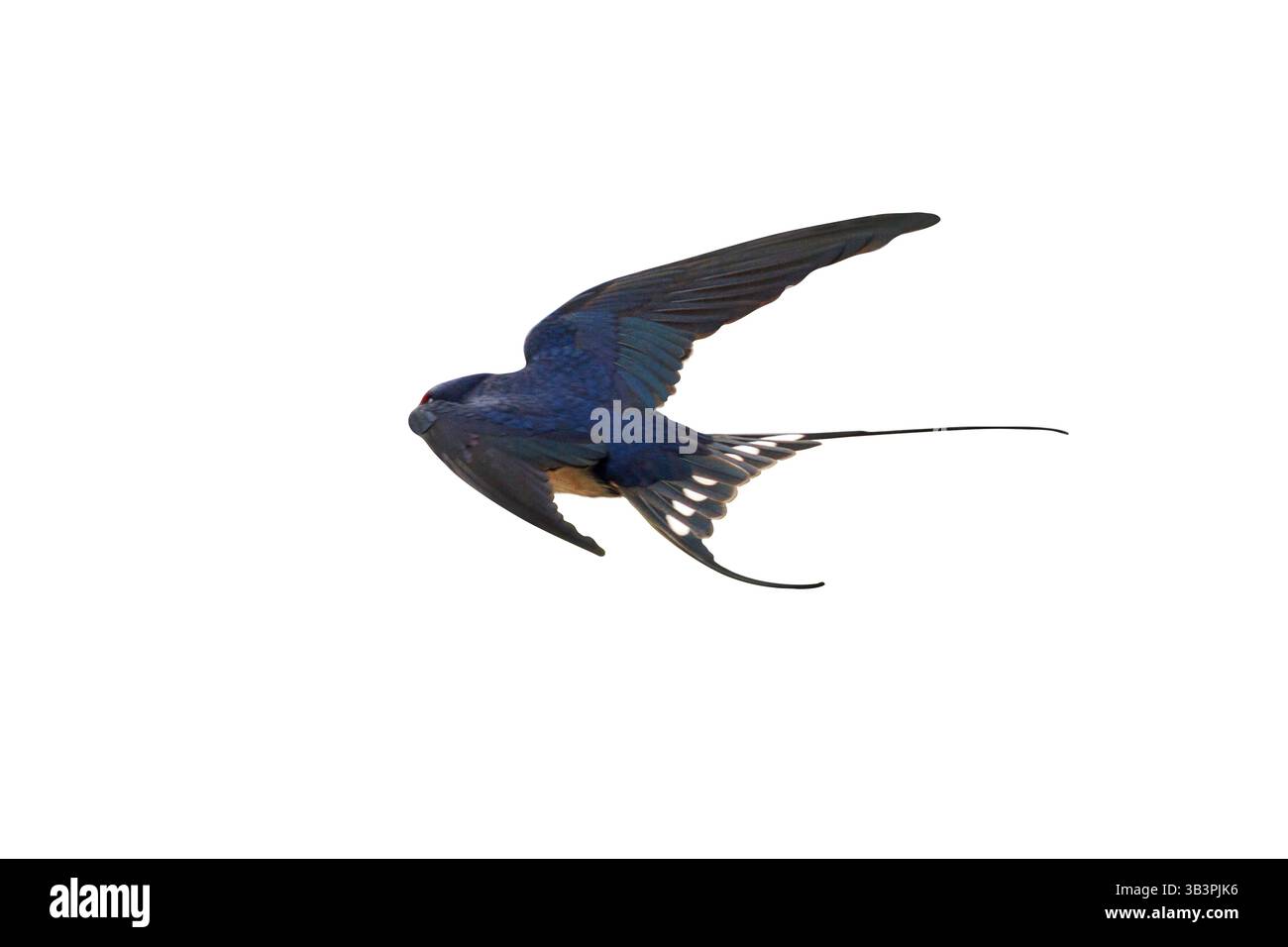 barn swallow flying, back view on white background Stock Photo - Alamy
