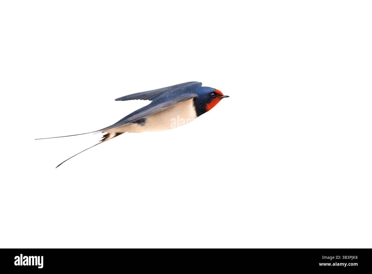 Barn swallow side view Cut Out Stock Images & Pictures - Alamy