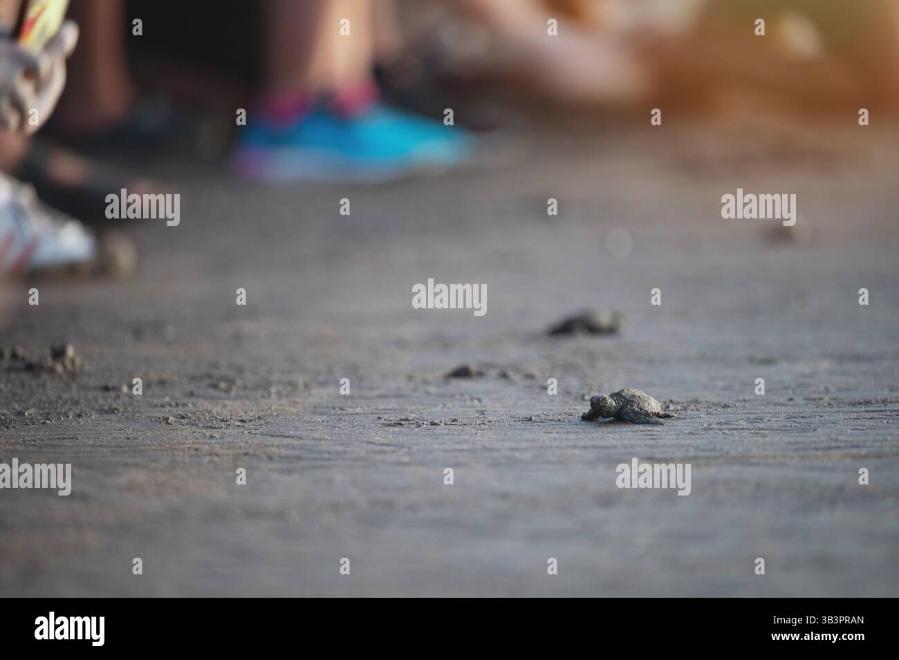People release baby turtles on sandy beach close up view Stock Photo ...