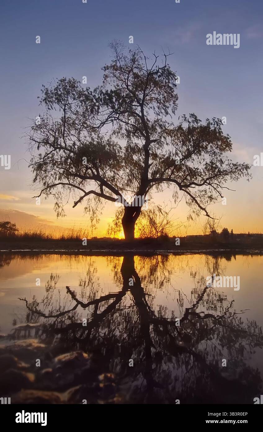 Silhouette tree sundown hi-res stock photography and images - Alamy