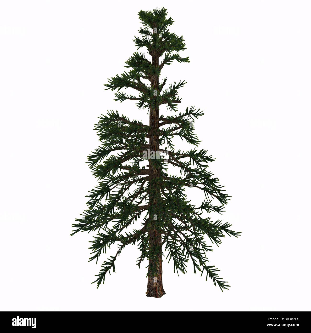 Araucariaceae is a very successful early conifer order who appeared on ...