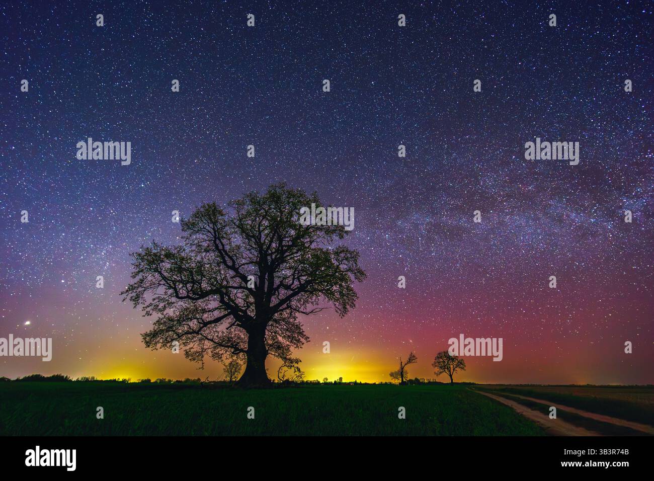 Oak tree with a Milky way galaxy. Night sky with stars Stock Photo - Alamy