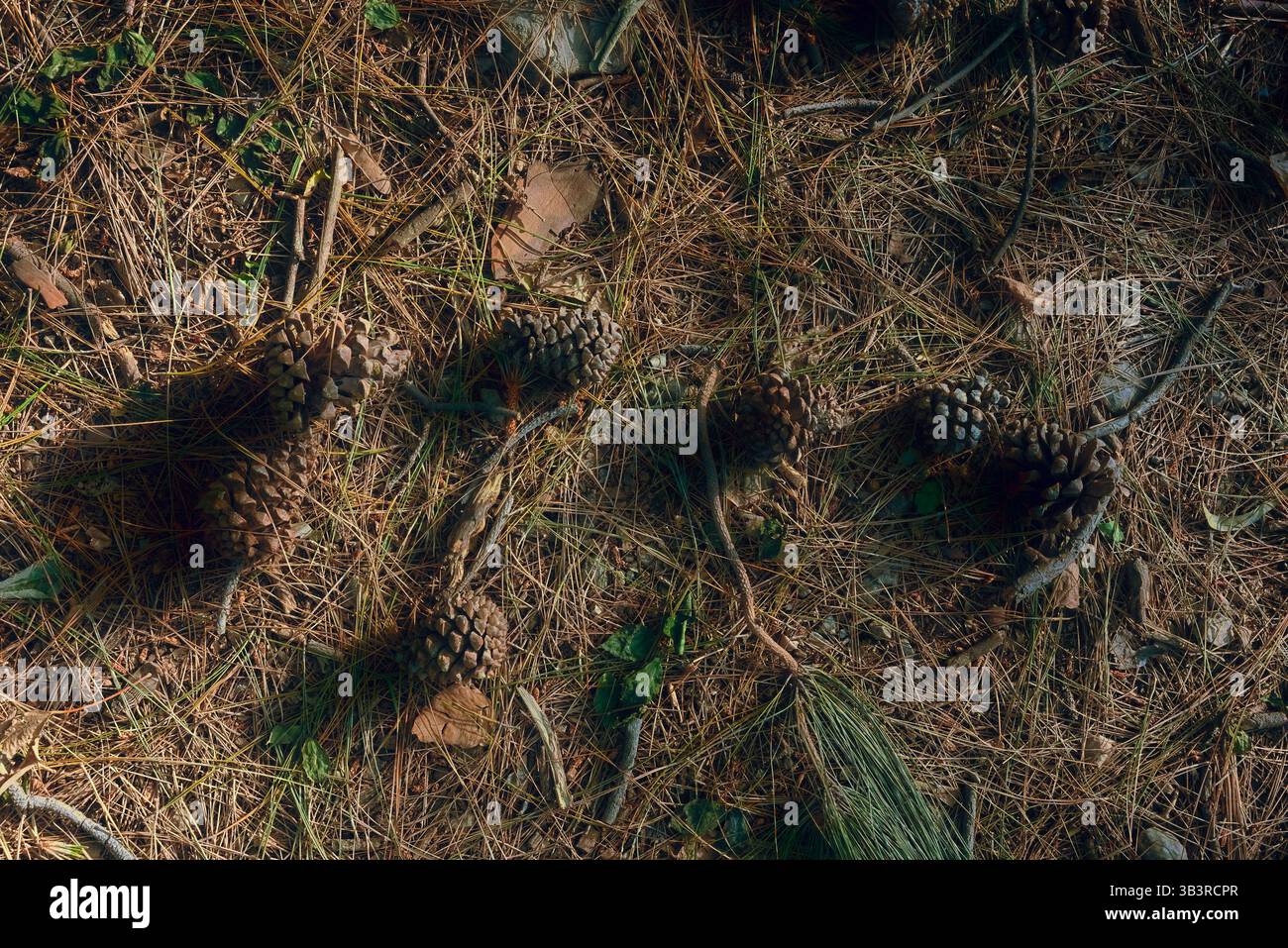 Roxburgh pine Cones and Dry Needles on Forest Floor in Margalla Hills ...