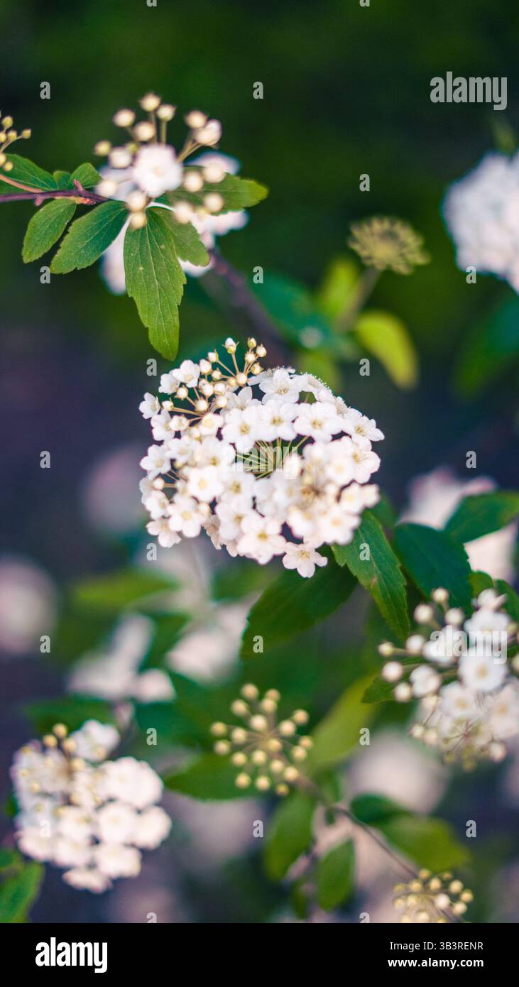 A flower beginning to bloom, showing its first colors Stock Photo - Alamy