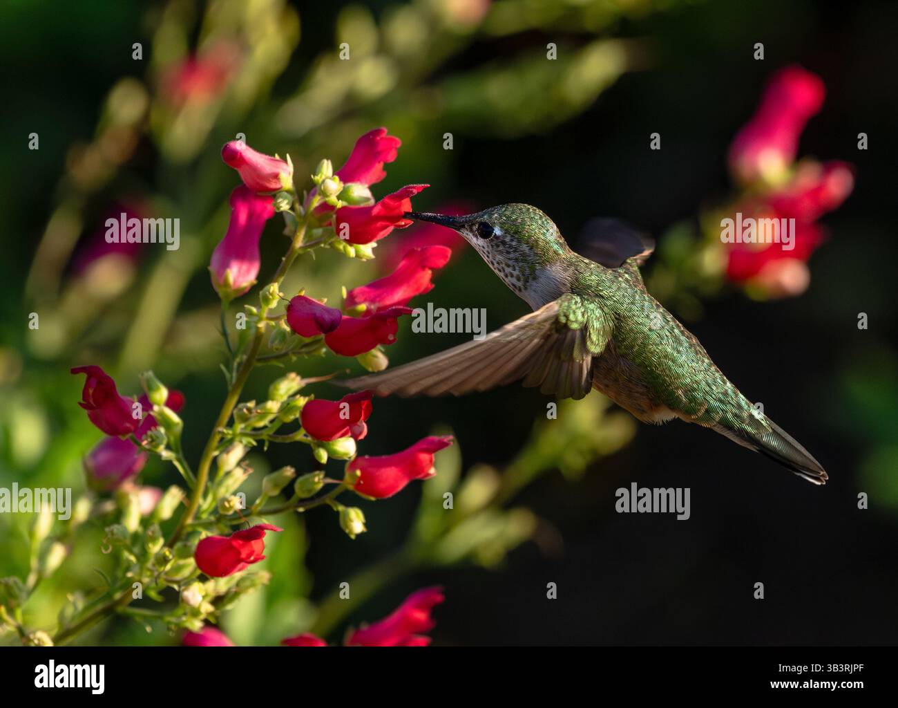A Broad-tailed Hummingbird female pollinating the bright red buds of ...