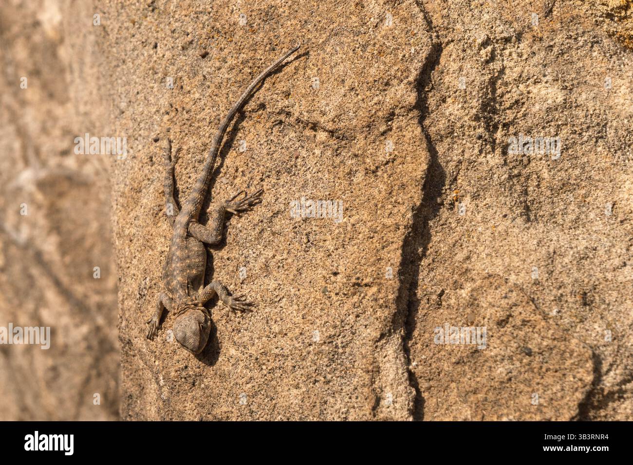 Desert rock blending Caucasian agama lizard basking under scorching ...