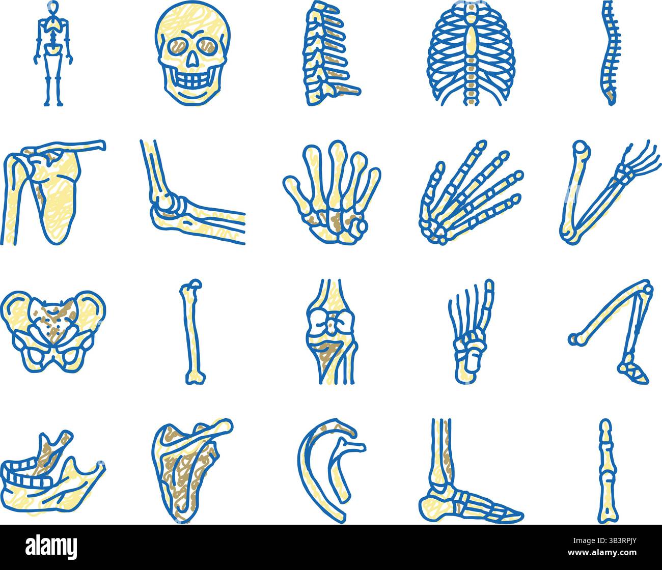 Bone Human Skeleton Structure Icons hand drawn Stock Vector Image & Art ...