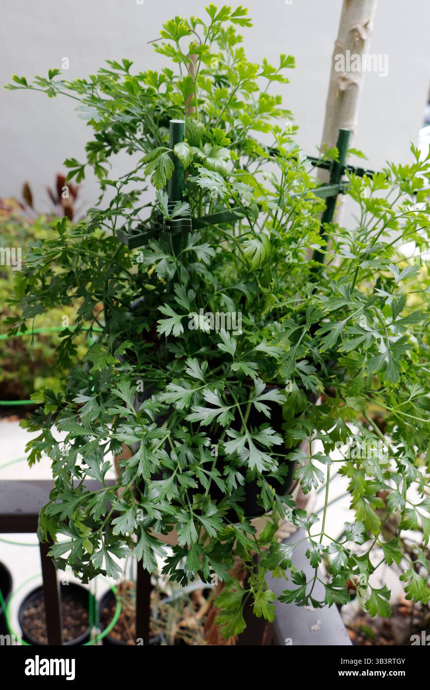 Flat-leaf Italian parsley growing outdoors on a small plastic trellis on the corner of a patio ...