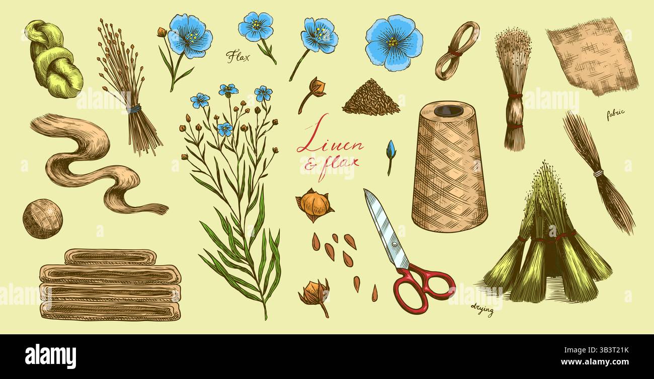 Hand drawn Linen seed and Flax flower. Vector clipart illustration ...