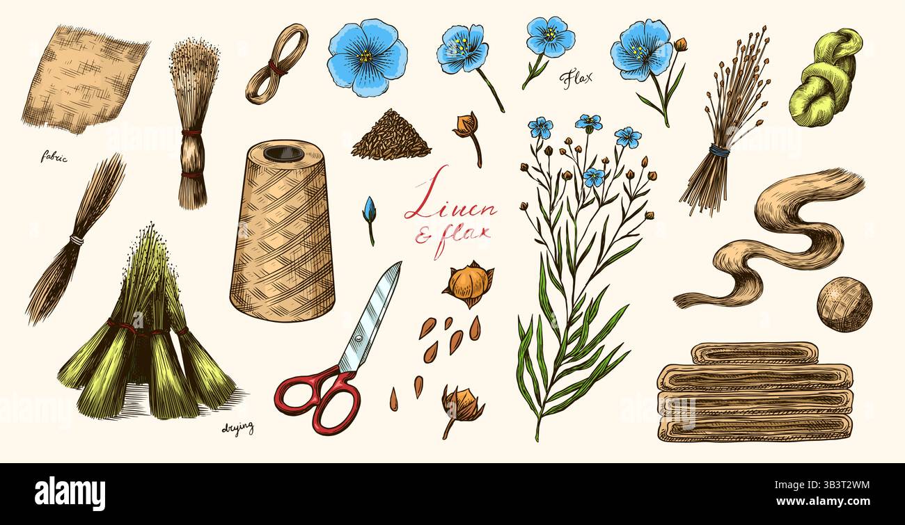 Hand drawn Linen seed and Flax flower. Vector clipart illustration ...