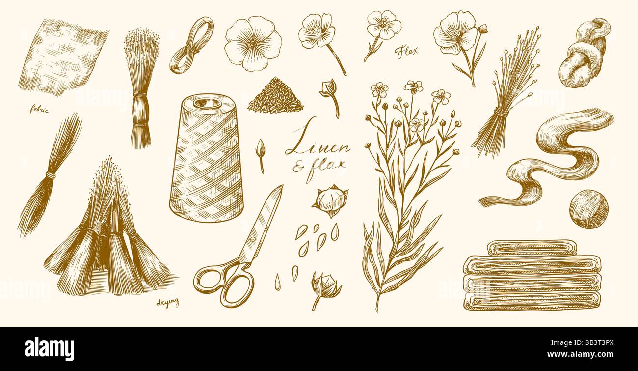 Hand drawn Linen seed and Flax flower. Vector clipart illustration ...