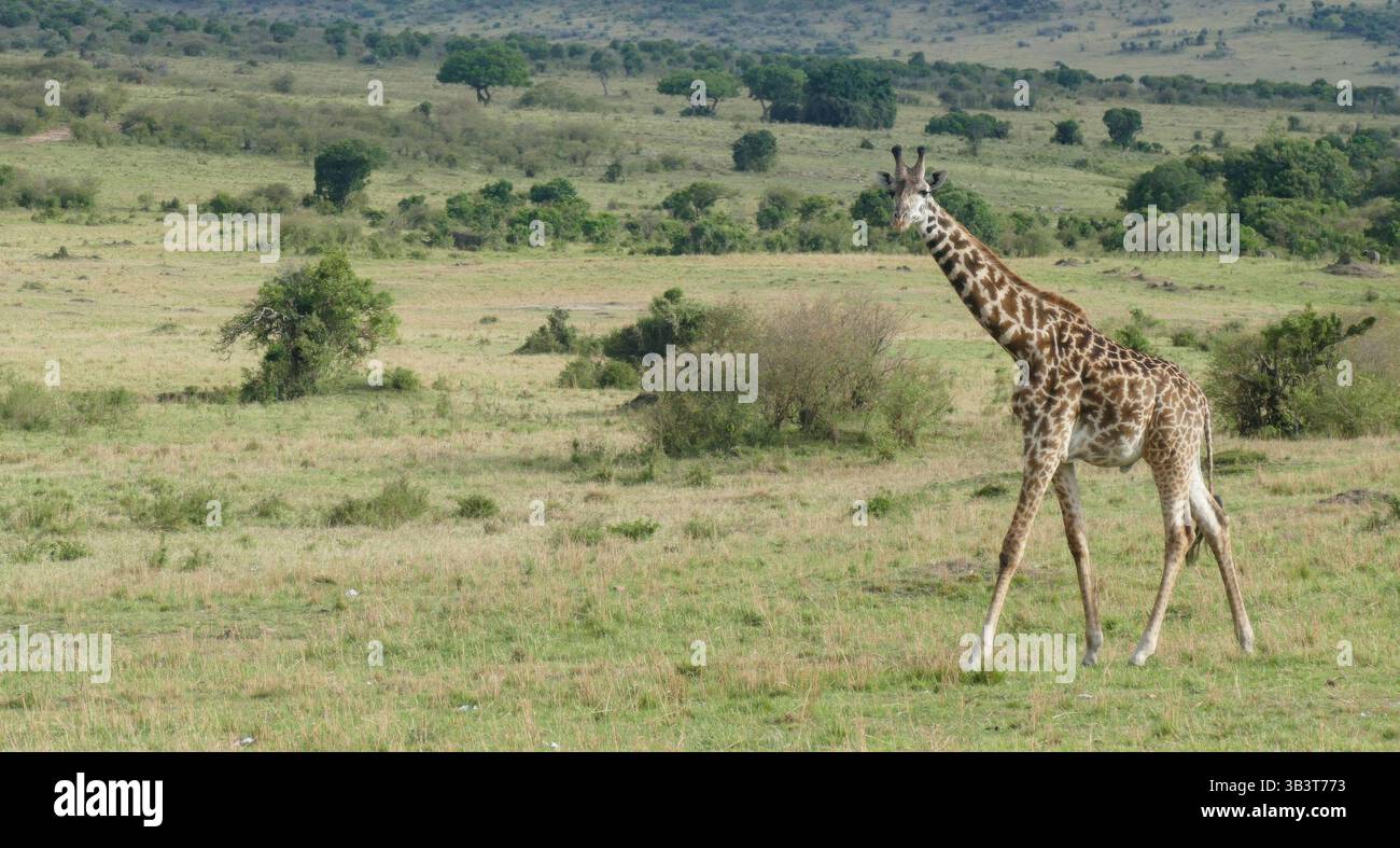 MASAI MARA, KENYA - NOV 14, 2022 Rothschild's giraffe walking in the ...