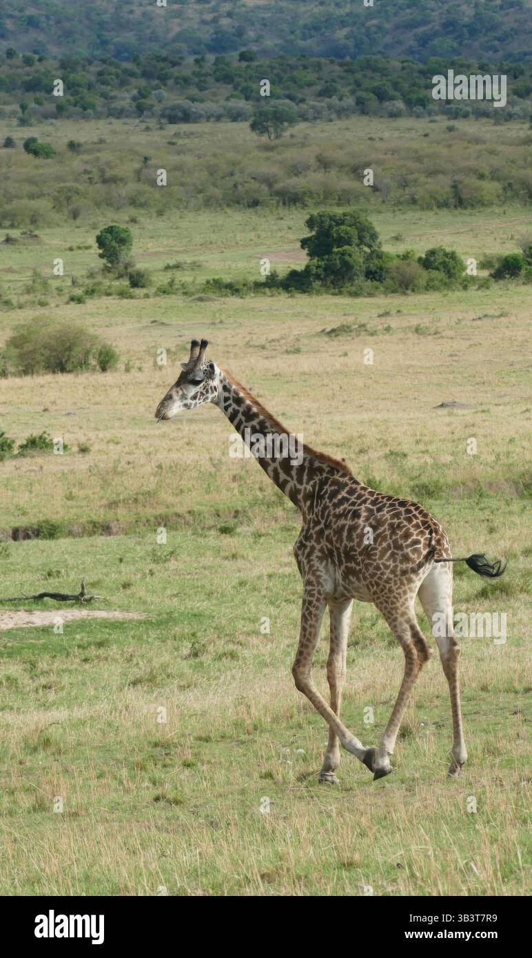 MASAI MARA, KENYA - NOV 14, 2022 Young giraffe walking through ...