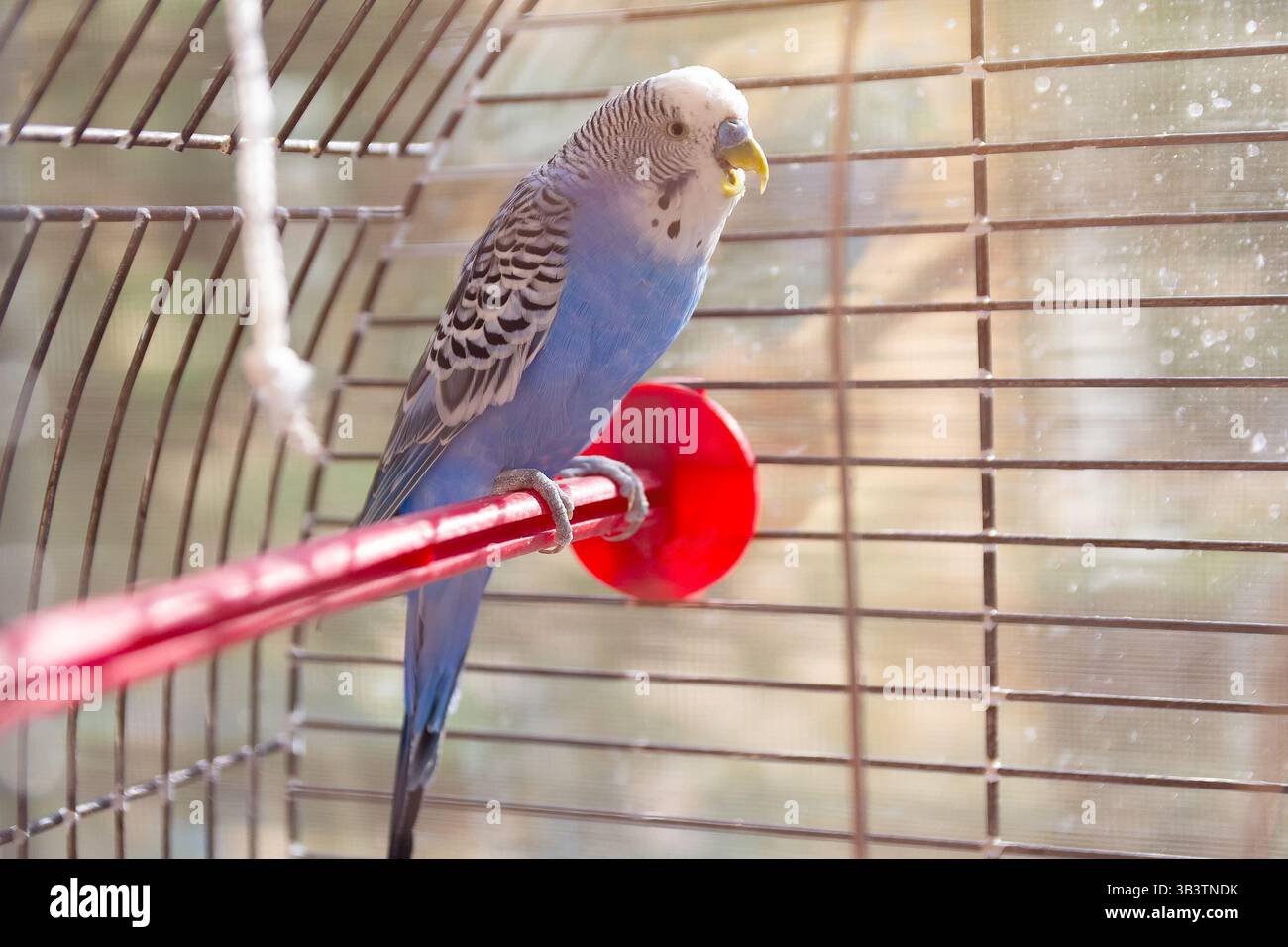 Blue budgerigar in cage indoors. Birds Stock Photo - Alamy