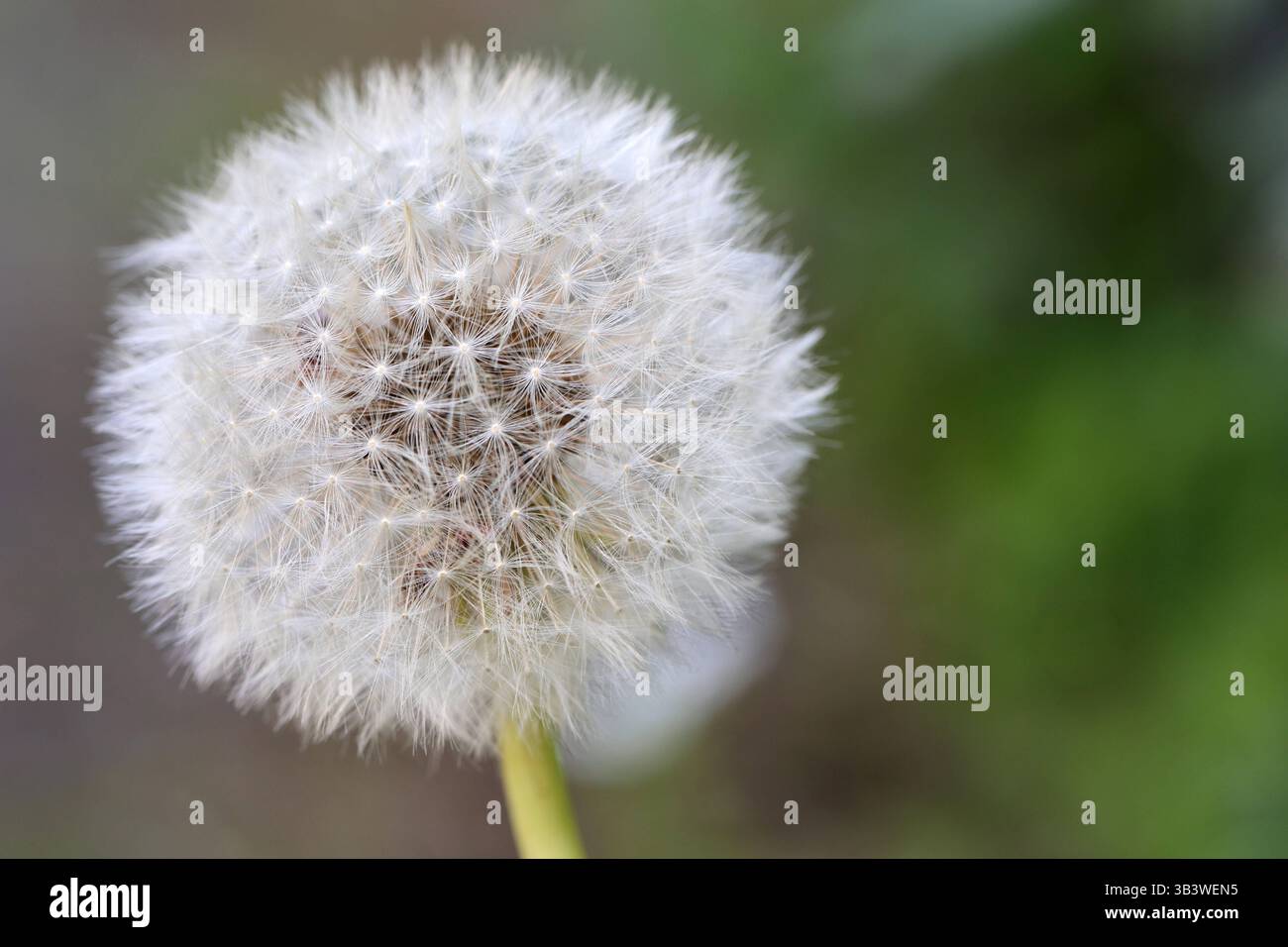 Pappus von Pionierpflanzen Ein einzelner Pappus des Löwenzahn nach der ...