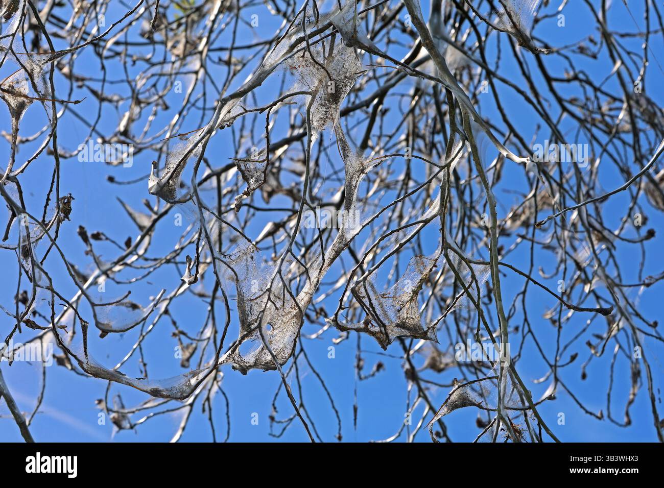 Raupen an Laubgehölzen Befall von einem Baum mit der Gespinstmotte und ...