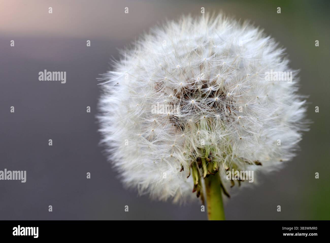 Pappus von Pionierpflanzen Ein einzelner Pappus des Löwenzahn nach der ...