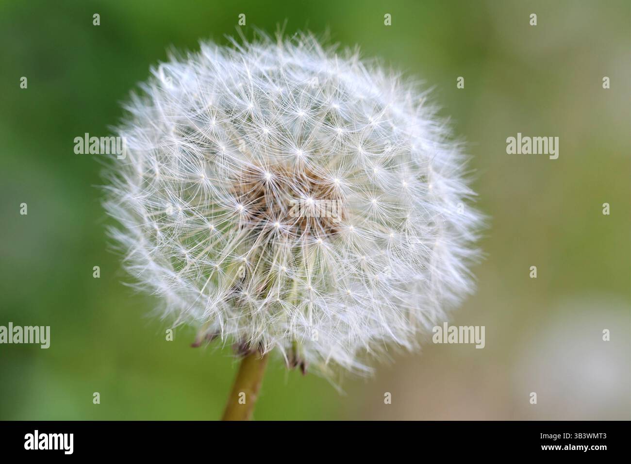 Pappus von Pionierpflanzen Ein einzelner Pappus des Löwenzahn nach der ...
