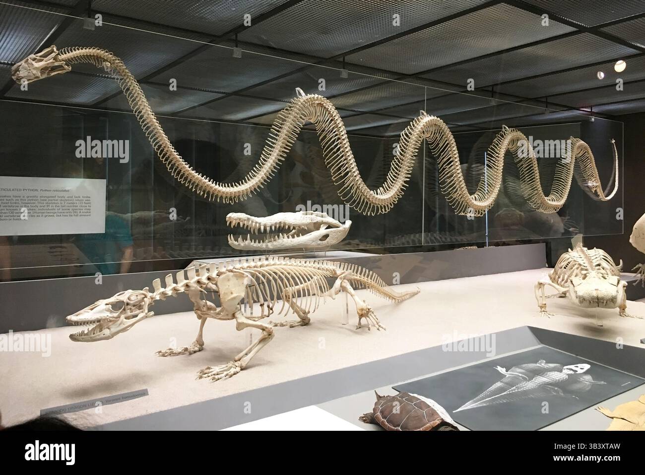 Interior of dinosaur fossil with bones at Natural History Museum, New ...