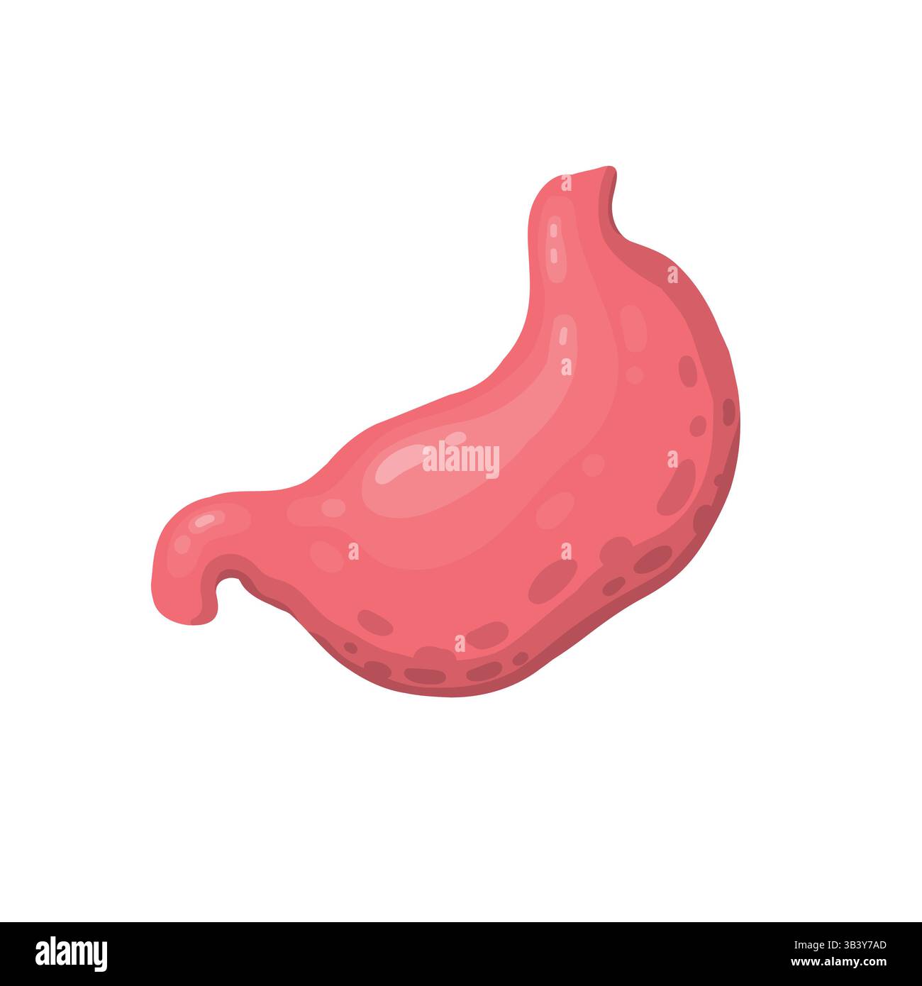 Human stomach for study book isolated on white background. Stomach and ...