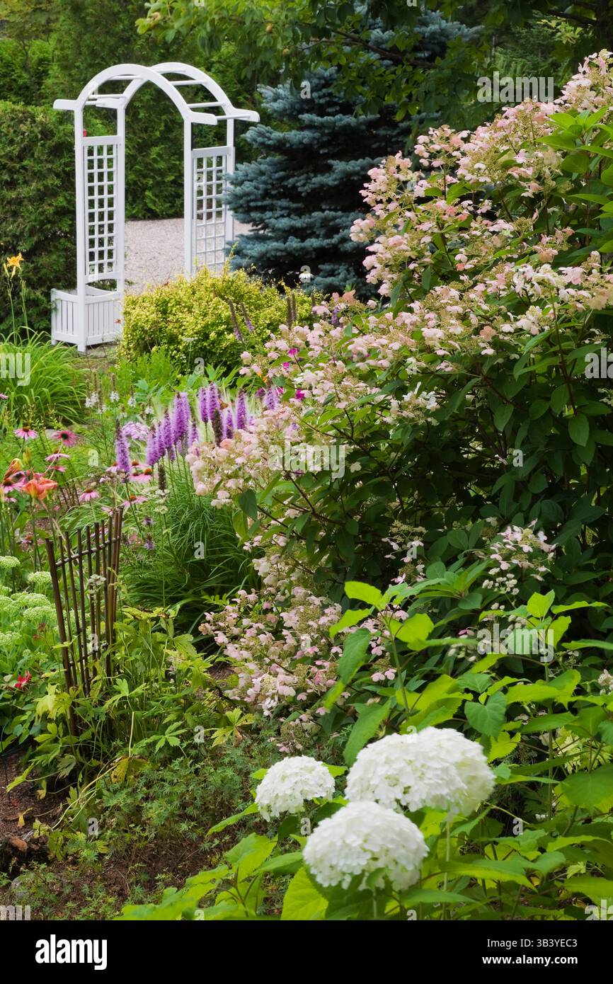 White painted wooden arbour borderd by Thuja occidentalis - Cedar tree ...