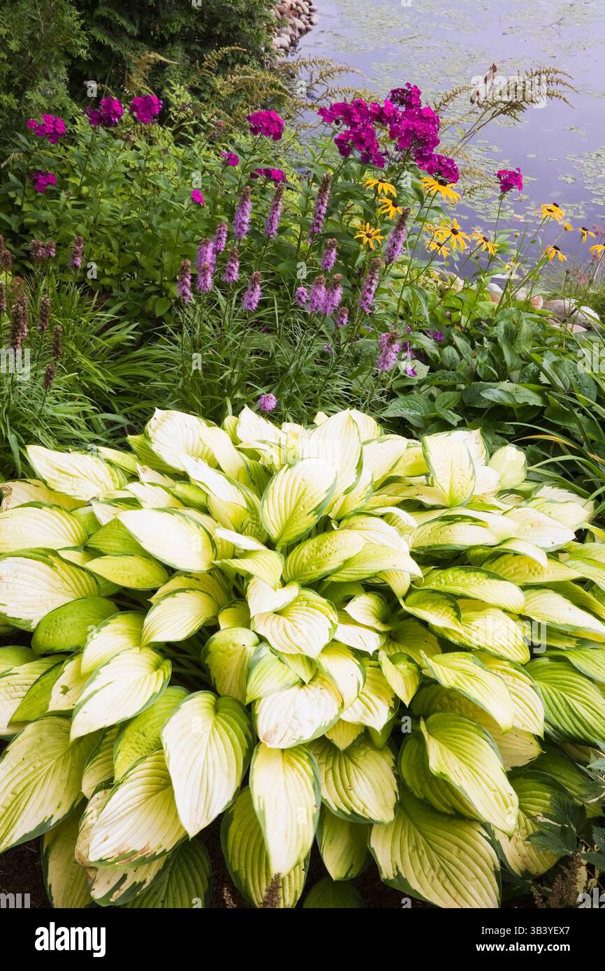 Hosta fortunei 'Gold Standard' plant, purple Liatris - Blazing Star and ...
