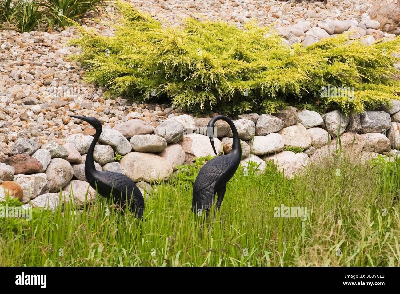August, Bird, Black, Border, Borders, Canada, Conifer, Edged, Edging ...