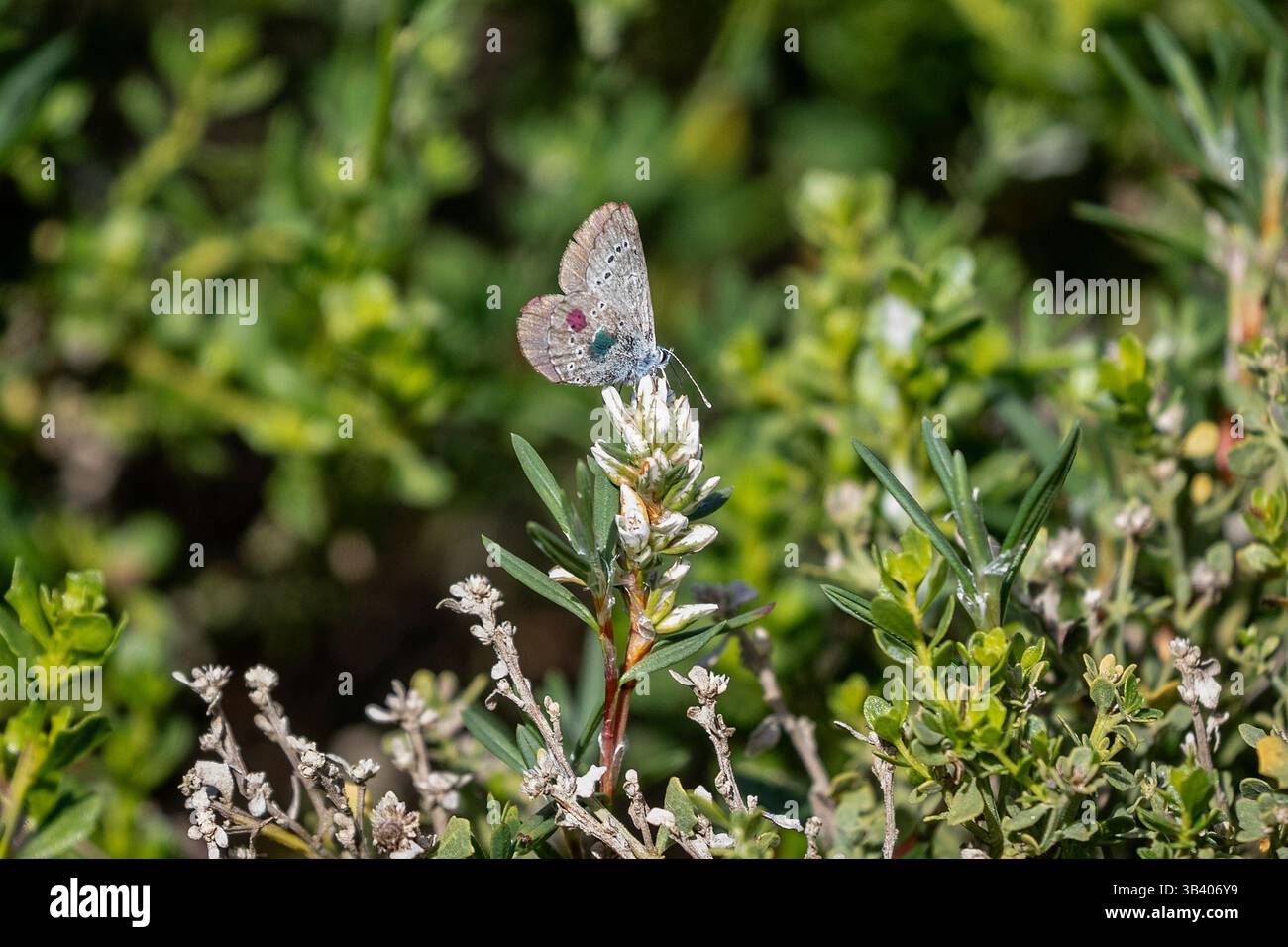 A silvery blue butterfly is seen after being released into the wild by ...