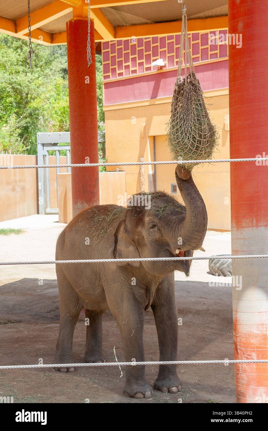 An elephant in the elephant enclosure at the Los Angeles Zoo at ...