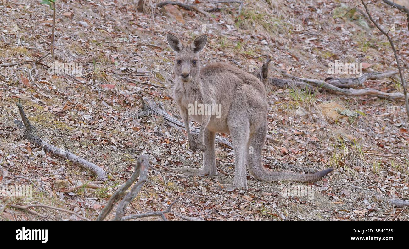 Furry Australian Eastern grey gray kangaroo (Macropus giganteus) in ...