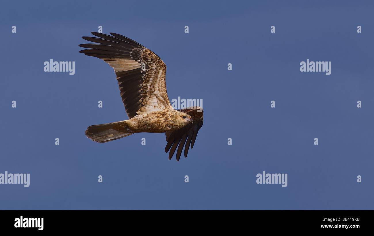 A Whistling kite (Haliastur sphenurus) bird of prey predator in flight ...