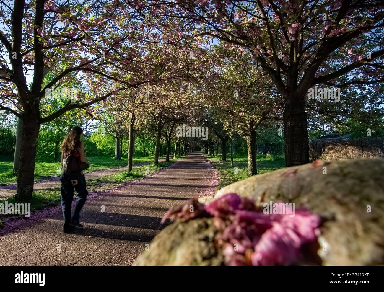 Cherry blossom trees in full bloom line a peaceful park path near ...