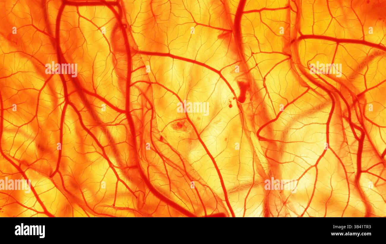 Light micrograph of blood vessels in a seven day old chicken (Gallus ...
