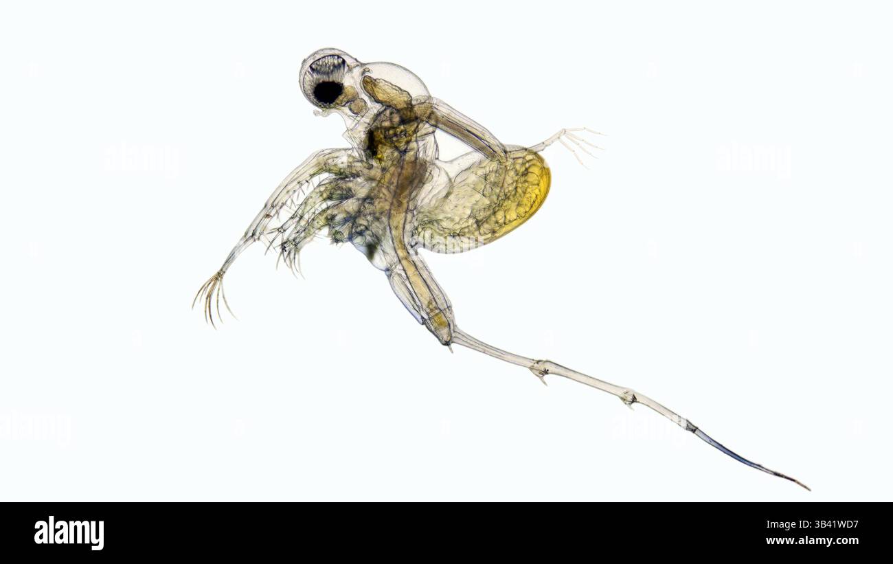 Light micrograph of a spiny water flea (Bythotrephes longimanus). This ...