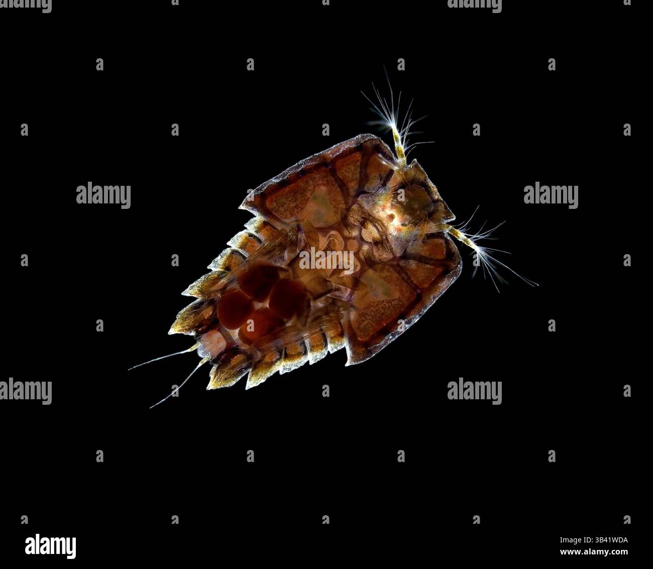 Light micrograph of a female copepod (family Peltidiidae) with eggs ...