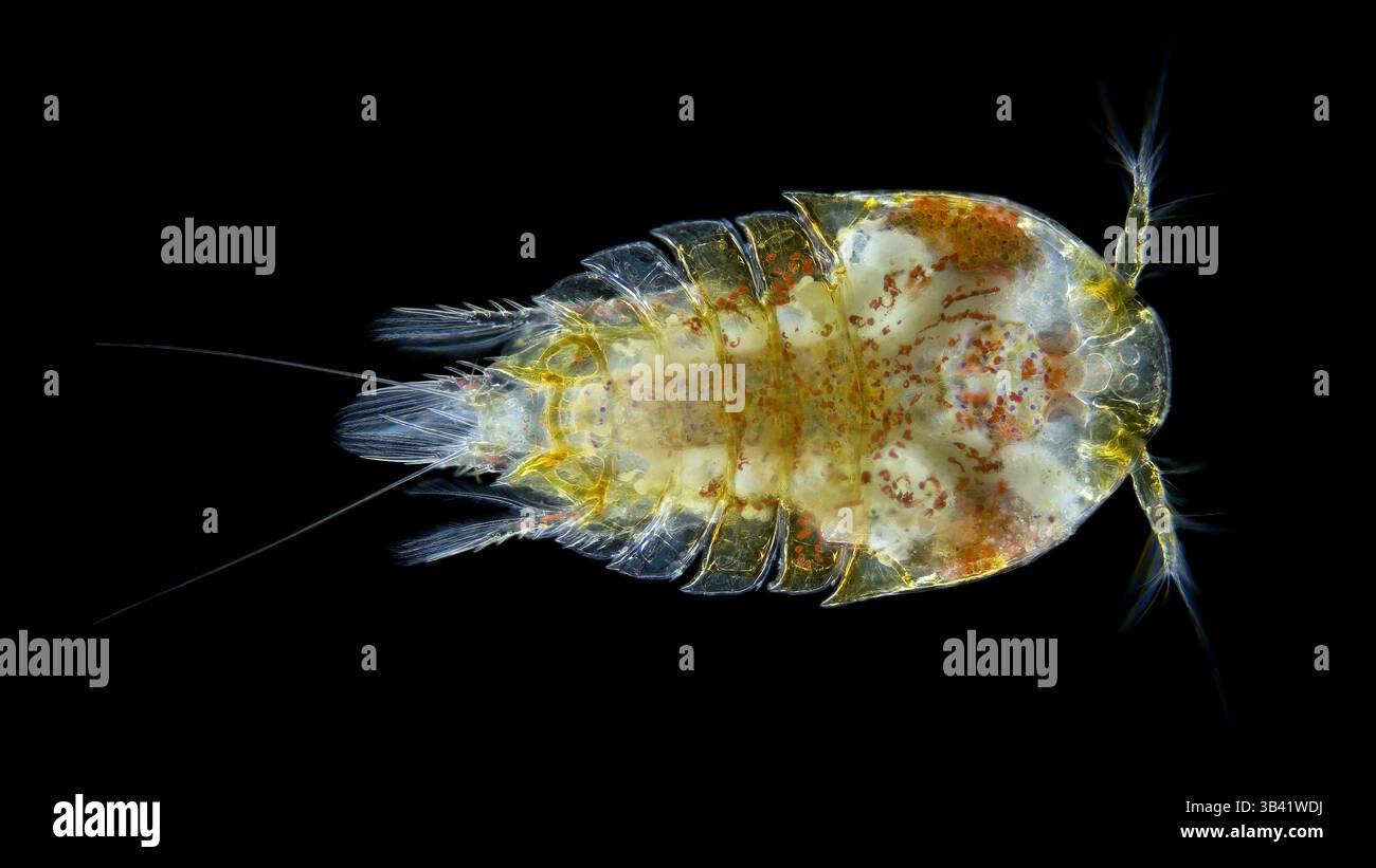 Light micrograph of a copepod (family Peltidiidae). Specimen from the ...