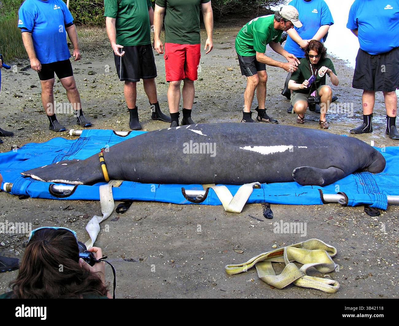 West indian manatee texas hi-res stock photography and images - Alamy