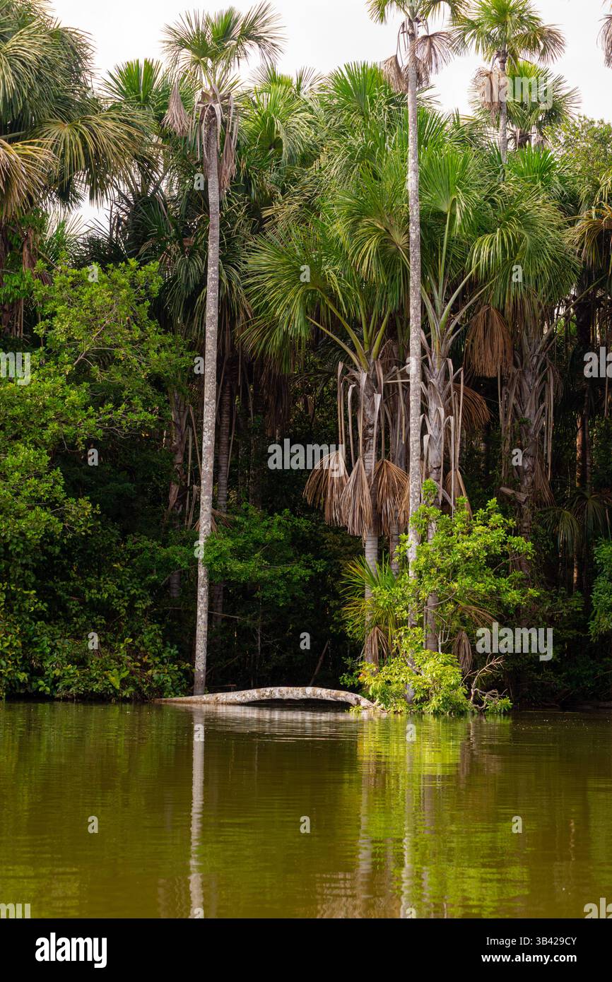 Palm trees in one of the access channels to Lake Sandoval in the ...