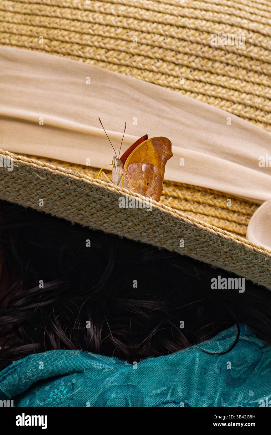 Human butterfly interaction hi-res stock photography and images - Alamy