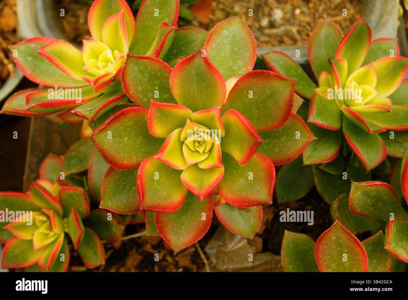 Especies del hemisferio sur hi-res stock photography and images - Alamy