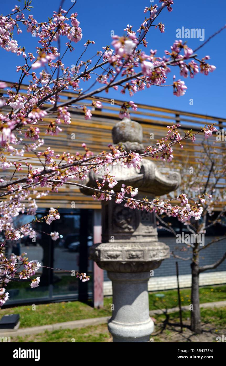 Toronto cherry blossoms 2025 hi-res stock photography and images - Alamy