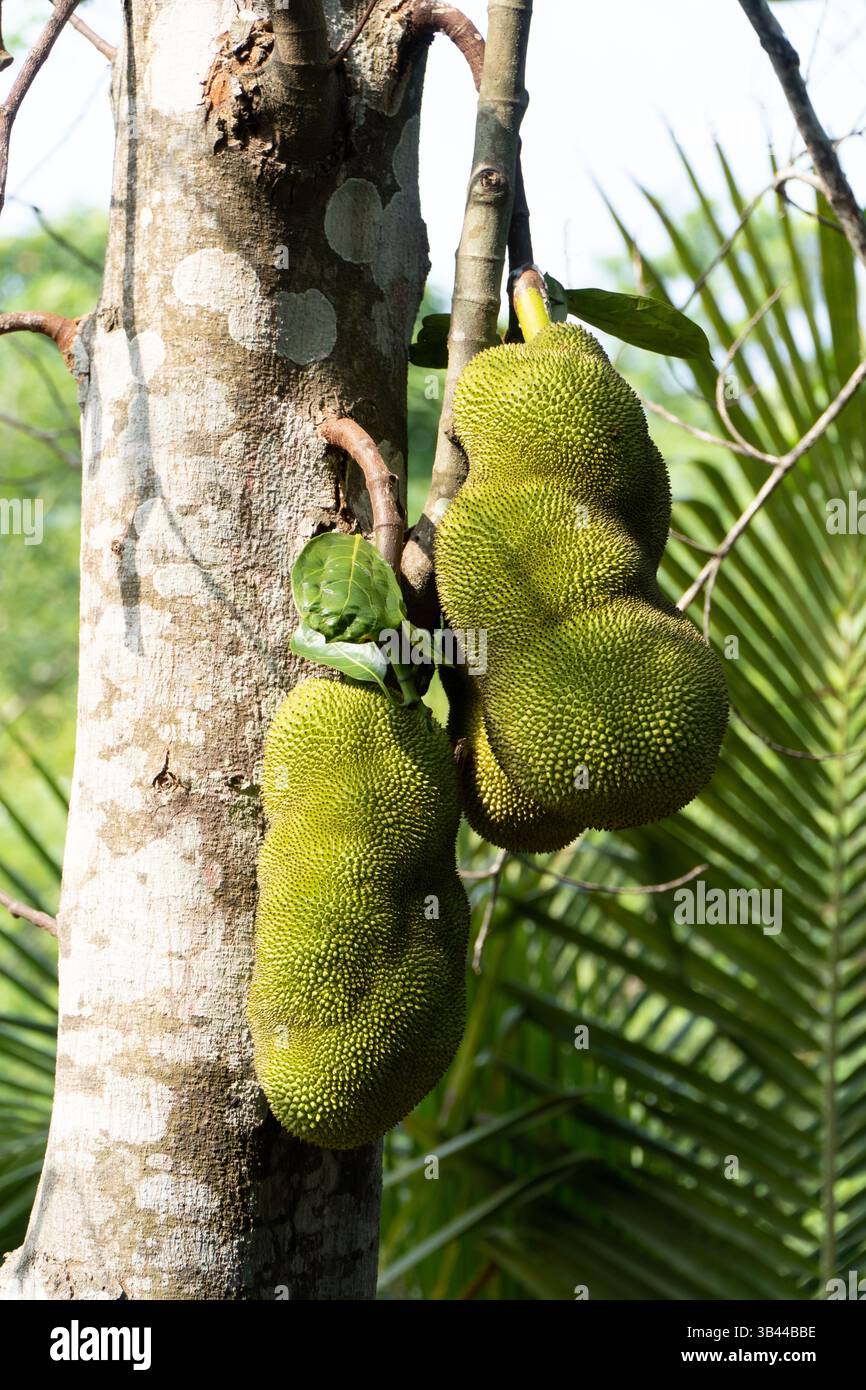 Large Jackfruit Hanging from Tree in Tropical Green Natural Setting ...